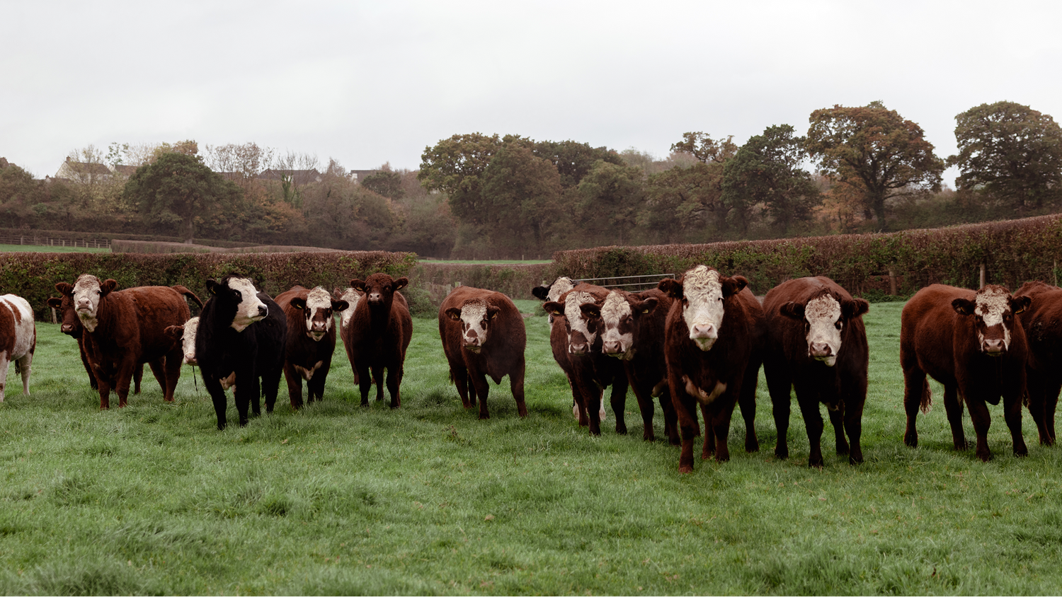 Pipers Farm – Pipers & Co
